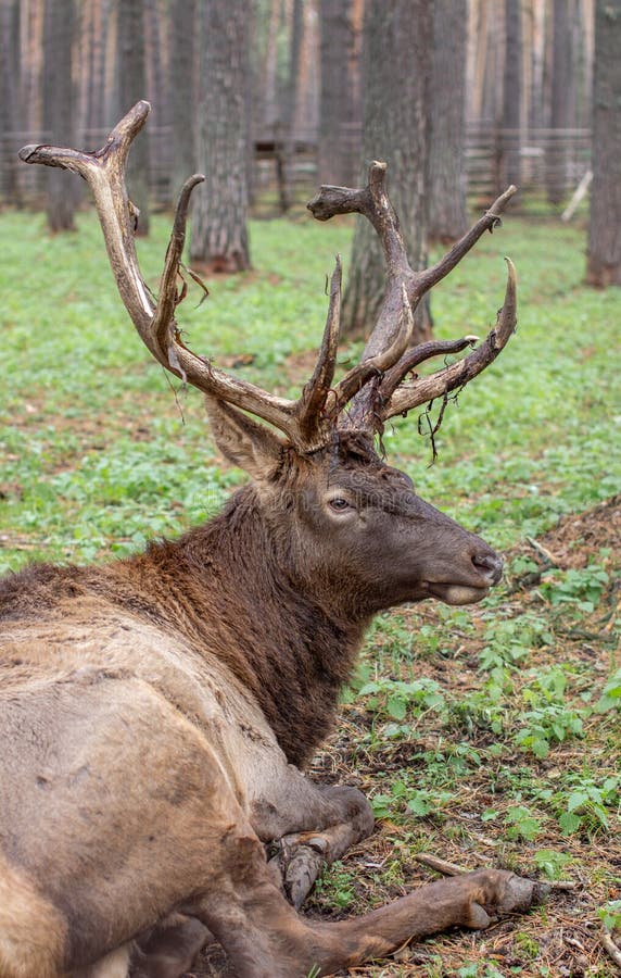 A Large Elk or Deer with Large Antlers Lies on the Ground among Stock ...
