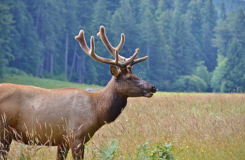 Large Elk in Colorado stock image. Image of buck, colorado - 254864997