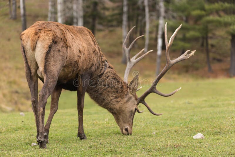 Large Elk stock image. Image of fallow, feeding, green - 46702703