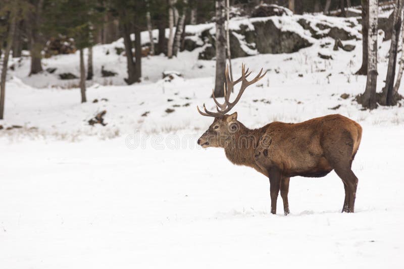 Large Elk with Large Antlers Stock Image - Image of deer, muzzle: 47544813