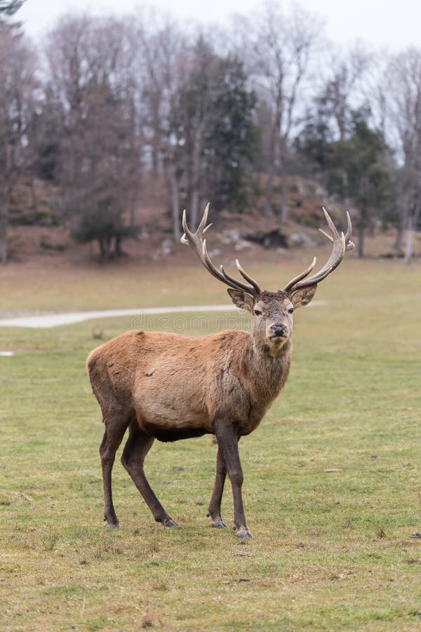 Large Elk with Large Antlers Stock Photo - Image of green, forest: 47546994
