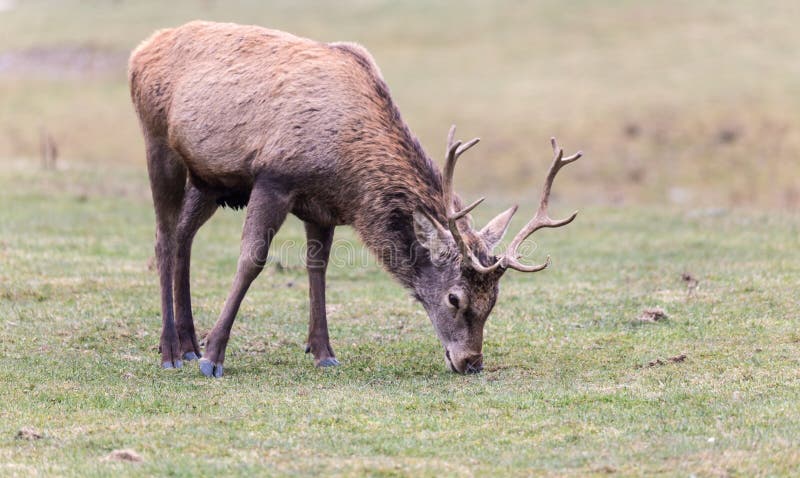 Large Elk with Large Antlers Stock Photo - Image of park, countryside ...