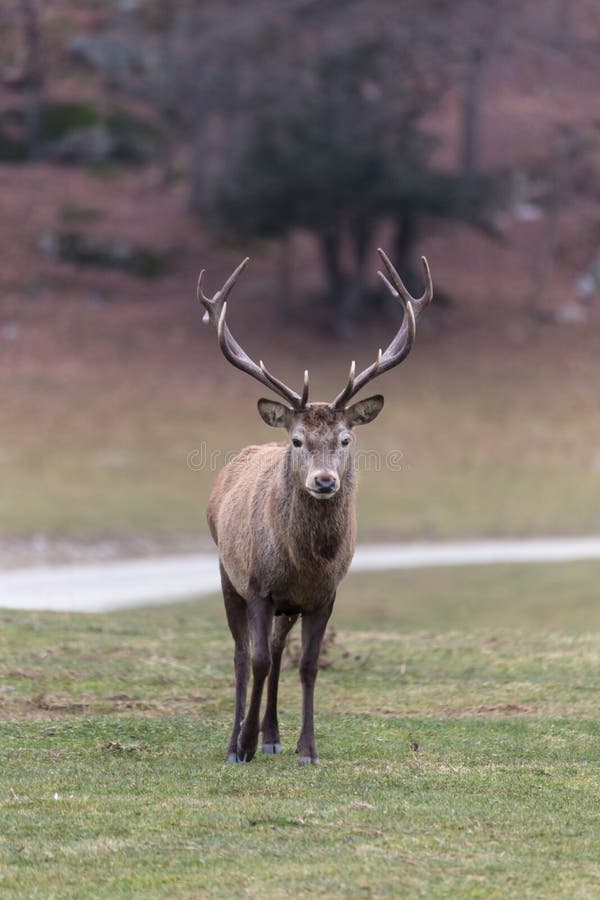 Large Elk with Large Antlers Stock Image - Image of brown, countryside ...