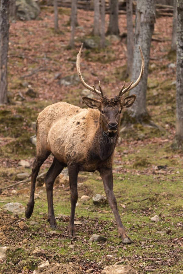 Large Elk stock photo. Image of animal, fawn, autumn - 46696688