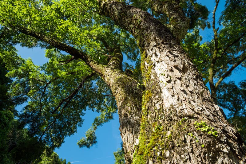 Large elm tree trunk stock image. Image of large, green - 166944041