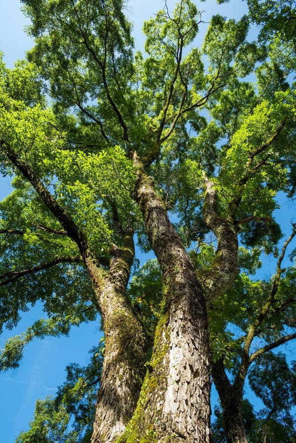 Large elm tree stock image. Image of asia, spread, full - 36626167