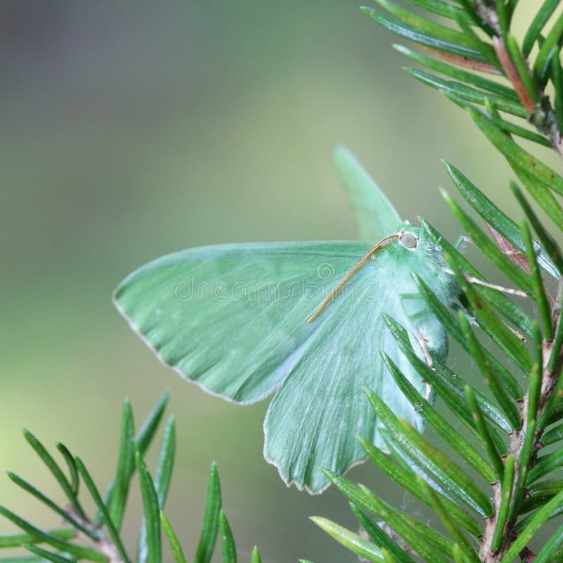 Large Emerald Moth stock photo. Image of horizontal, green - 20675054