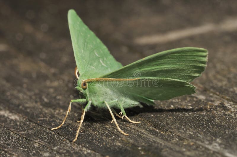 Large Emerald Moth stock photo. Image of landscape, surrey - 20756602