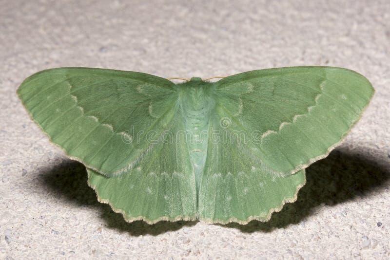 Large Emerald Moth Close Up Stock Image - Image of green, hair: 96740553