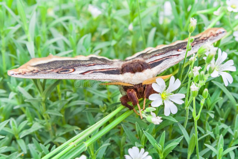 Large Emperor Moth on Flower-bed with Chickweed Stock Photo - Image of ...