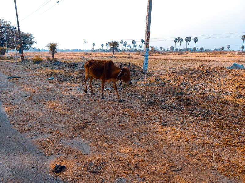 A Large Empty Field with Sky Background Stock Image - Image of empty ...