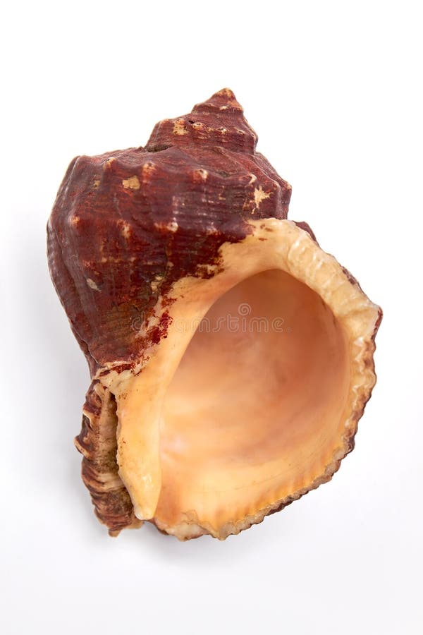 Large empty sea shell. stock photo. Image of isolated - 96760534