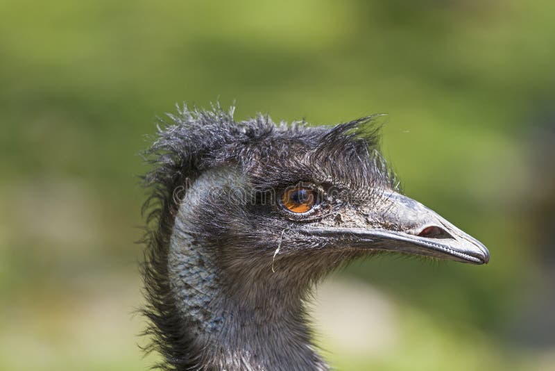 Head of the Great Emu stock photo. Image of portrait - 103220276