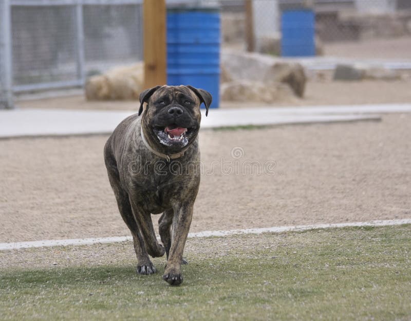 Large English Mastiff Running Towards the Camera Stock Image - Image of ...