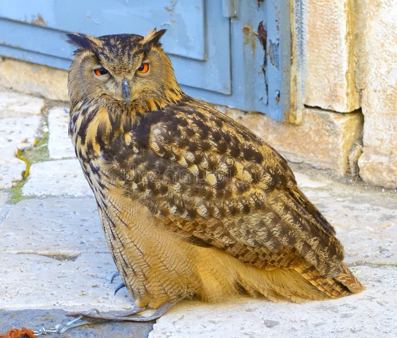 A large European eagle owl stock photo. Image of horned - 40561668