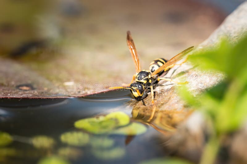 Large European Paper Wasp on an Aquatic Plant Stock Image - Image of ...