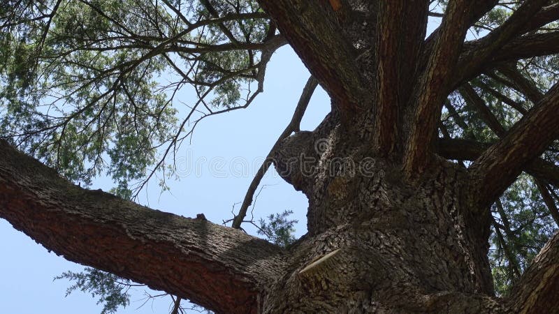 A Large Evergreen Coniferous Tree of Cedrus Deodara or Deodar is a Wind ...