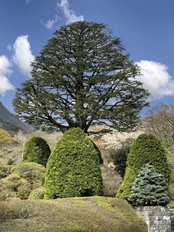 Large Evergreen Tree Late Spring Season Sky Stock Photos - Free ...