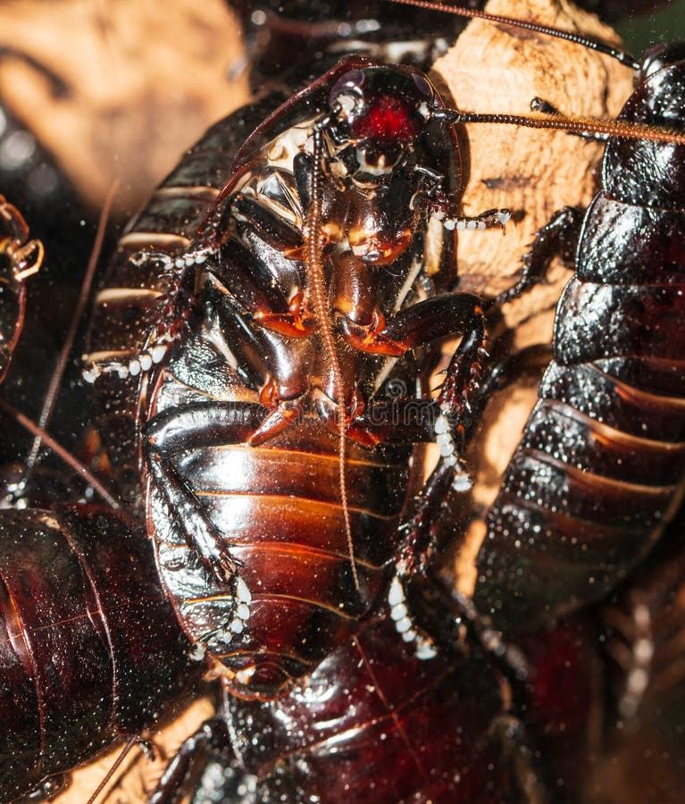 Large exotic cockroaches stock photo. Image of yellow - 154479386