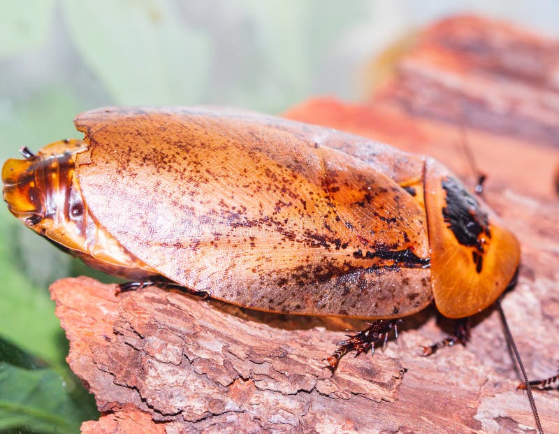 Large exotic cockroaches stock image. Image of exotic - 154479981