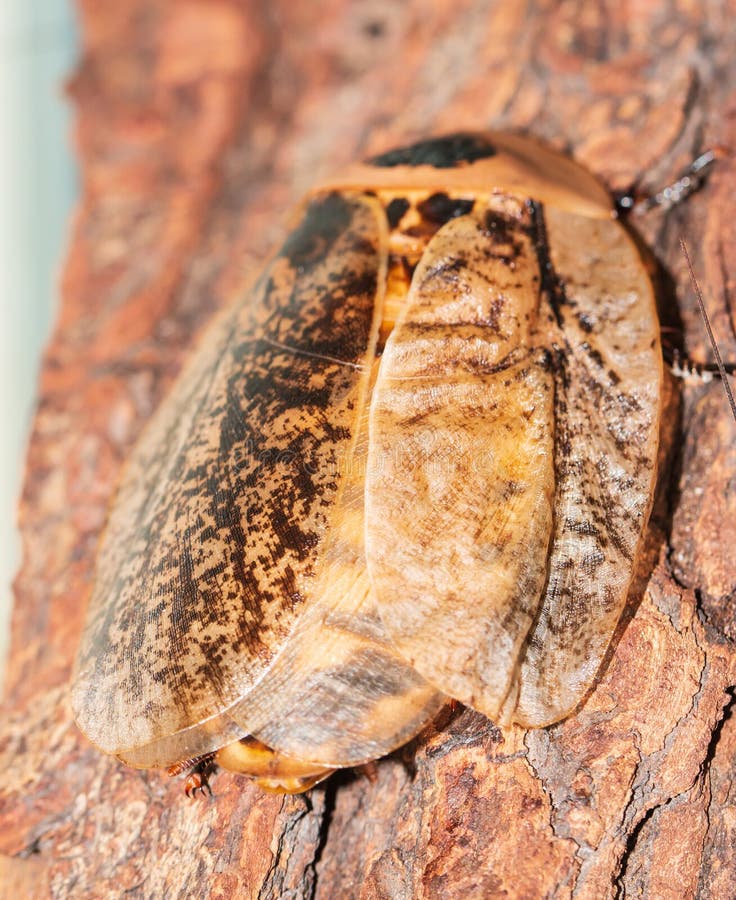 Large exotic cockroaches stock image. Image of insects - 154480045
