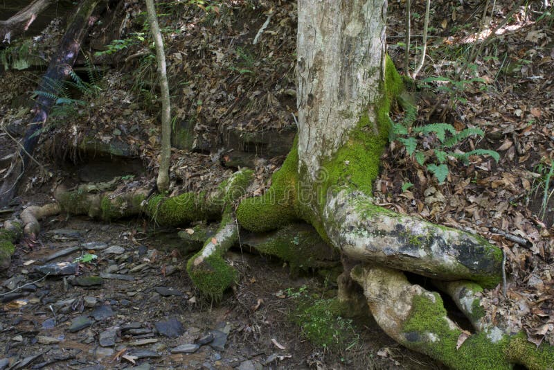Tree with Exposed Roots and Stream Stock Image - Image of tree, forest ...