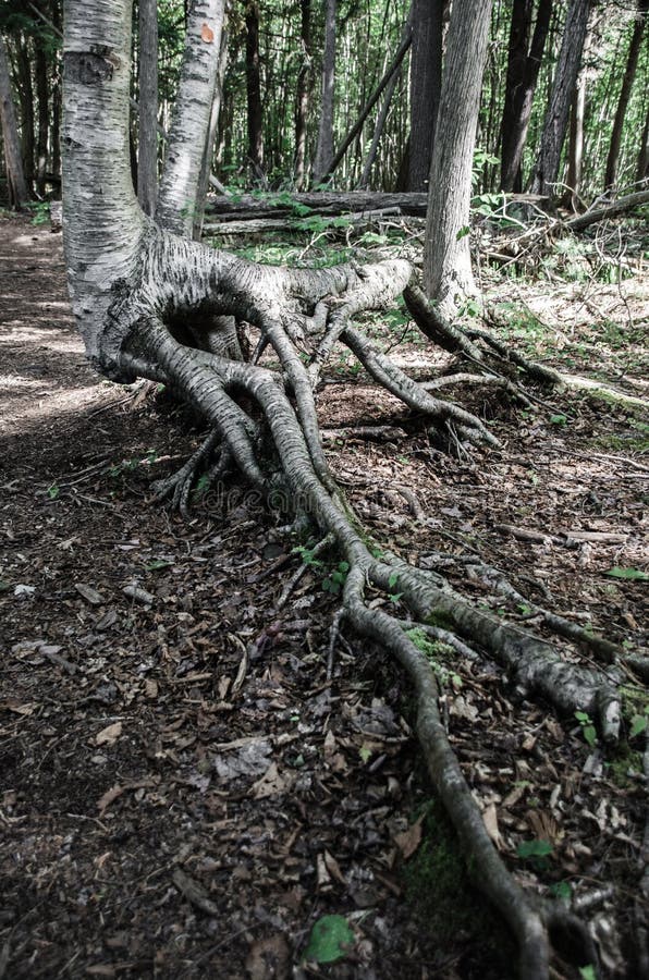 Large and Exposed Tree Roots in a Forest. Stock Photo - Image of ... Large and Exposed Tree Roots in a Forest. Stock Photo - Image of ...