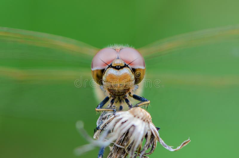 Large Eyes Sitting Dragonfly Stock Photo - Image of animals, wildlife ...