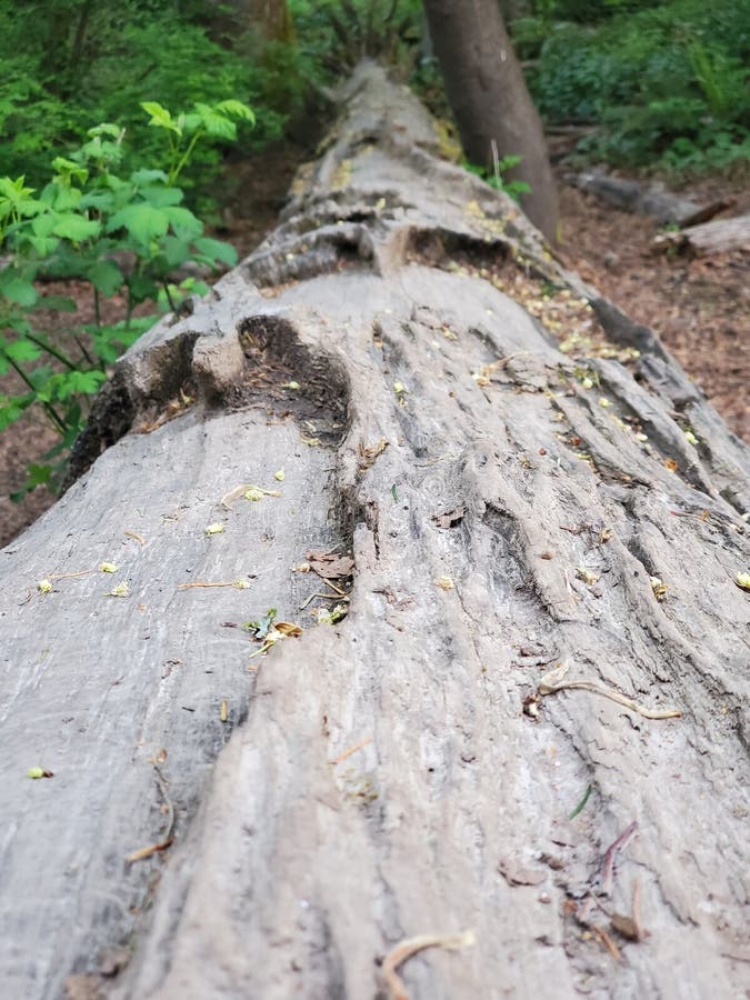 Vector View Fallen Log with Textured Bark 3 Stock Photo - Image of ...