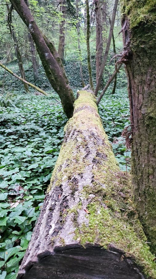 Fallen Log with Textured Bark and Moss 2 Stock Photo - Image of carpet ...