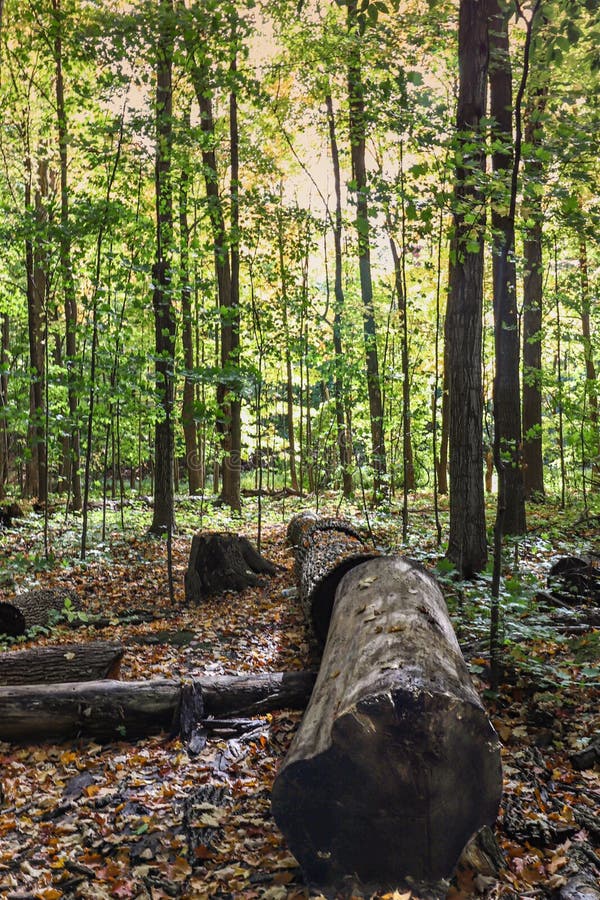 Fallen Logs of Wood Surrounded by Plants in Haagse Bos, Forest I Stock ...