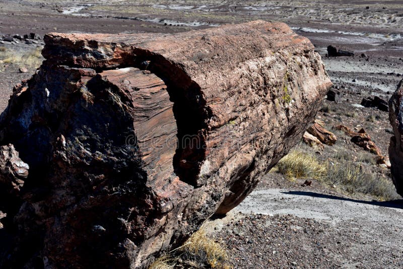 Large Fallen Petrified Log Over the Desert Stock Image - Image of ...