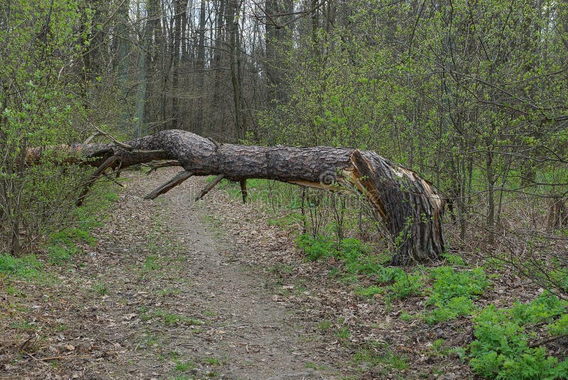 Fallen Pine Tree on a Forest Path Stock Image - Image of park, damage ...