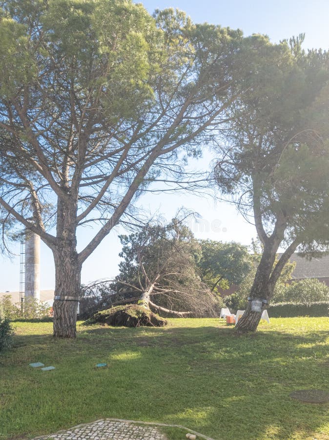 Large Fallen Pine Tree in the Interior Garden of RTP Lisboa Facilities ...