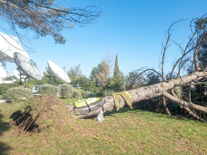 Large Fallen Pine Tree in the Interior Garden of RTP Lisboa Facilities ...