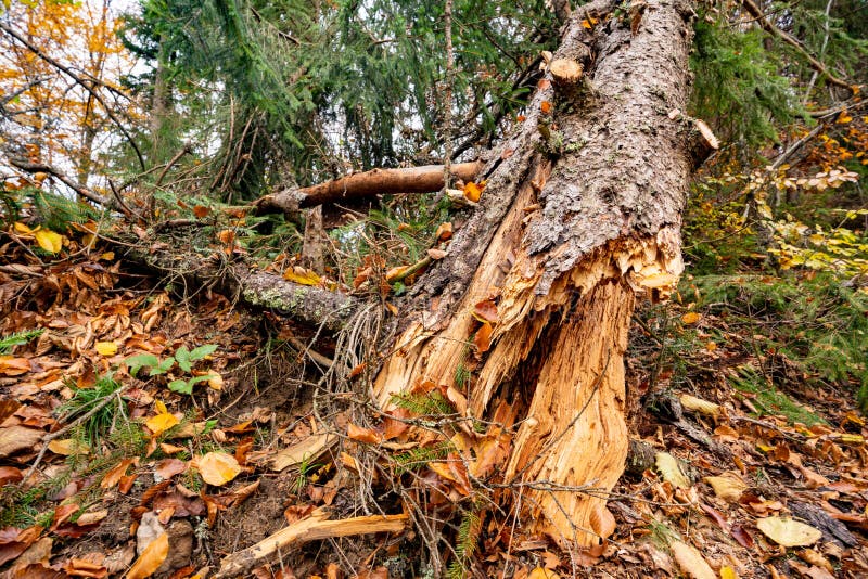A Large Fallen Tree in a Beautiful Forest among Fallen Leaves Stock ...