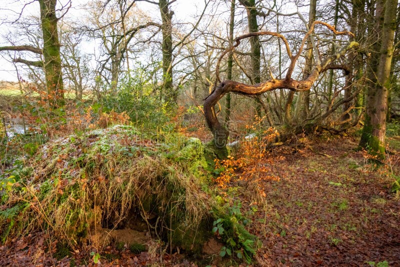 Large Fallen Tree in a Broadleaf Woodland during Winter in Scotland ...