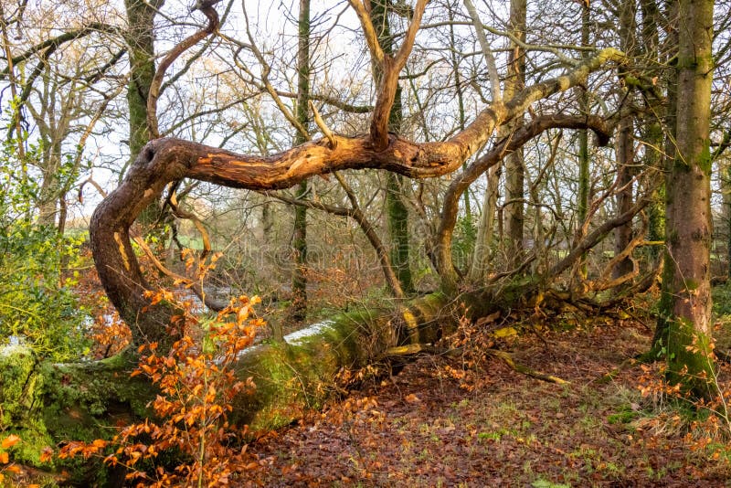 Large Fallen Tree in a Broadleaf Woodland during Winter in Scotland ...