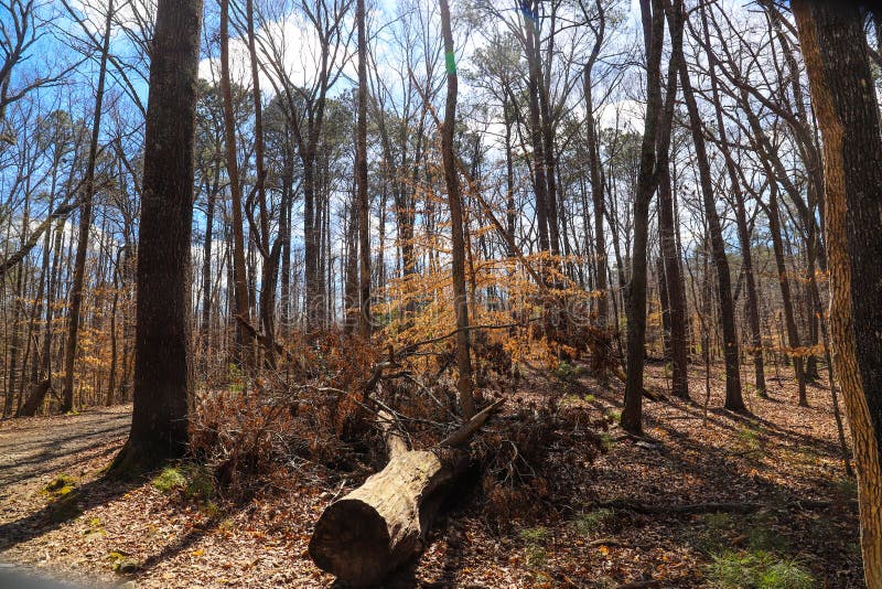 A Large Fallen Tree in the Forest Surrounded by Tall Thin Bare Winter ...