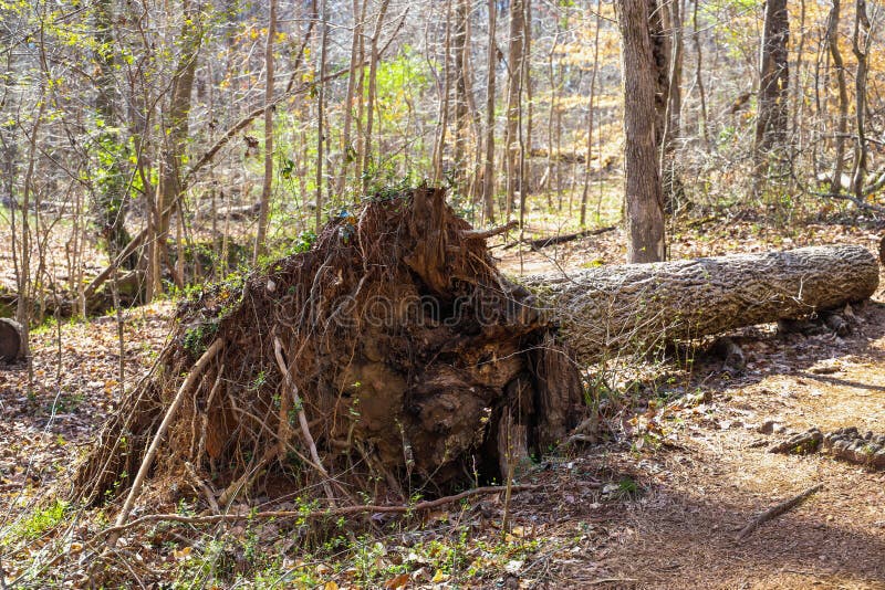 A Large Fallen Tree in the Forest Surrounded by Tall Thin Bare Winter ...