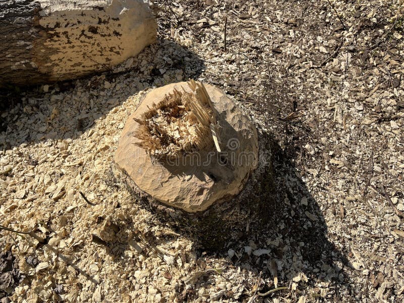 Large Fallen Tree Gnawed by Beavers in the Forest Near the River. Stock ...