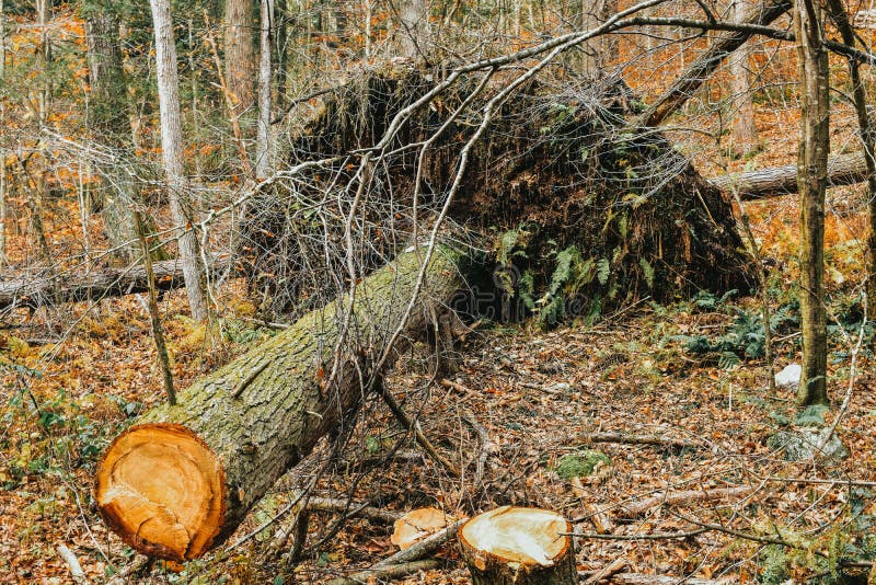 Giant Lumberjack Stock Photos - Free & Royalty-Free Stock Photos from ...