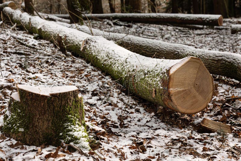 Large Fallen Tree Laying Across a Snow-covered Field Stock Image ...
