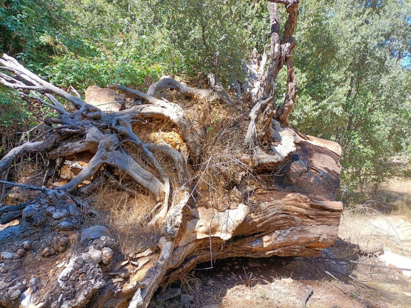 Large Fallen Tree Showing Exposed Roots Decaying in the Forest Stock ...