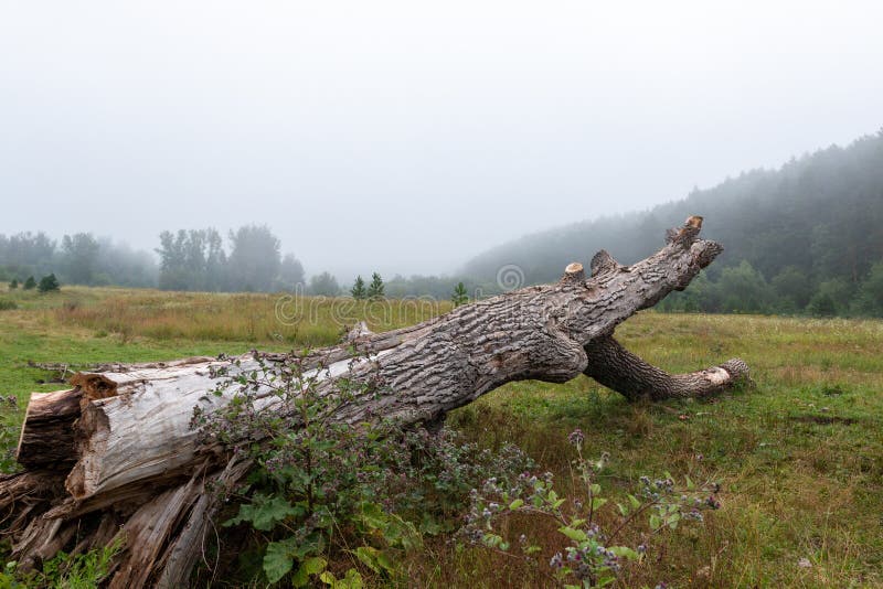 A large fallen tree lies stock image. Image of large - 226399385