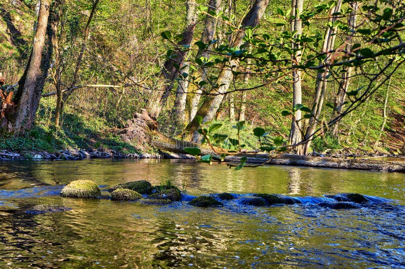 Large Fallen Tree Lies in a River by the Forest Stock Image - Image of ...