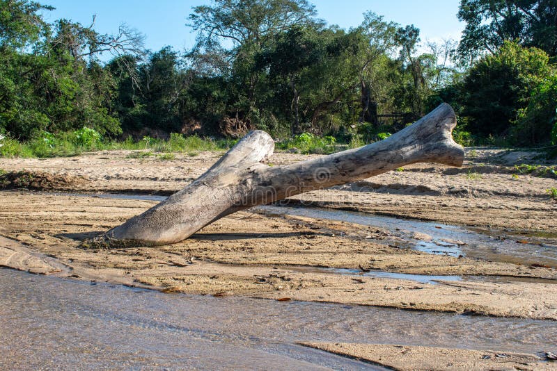 Large Fallen Tree Lying on Sandy Terrain in Sabanillas, Guerrero Stock ...