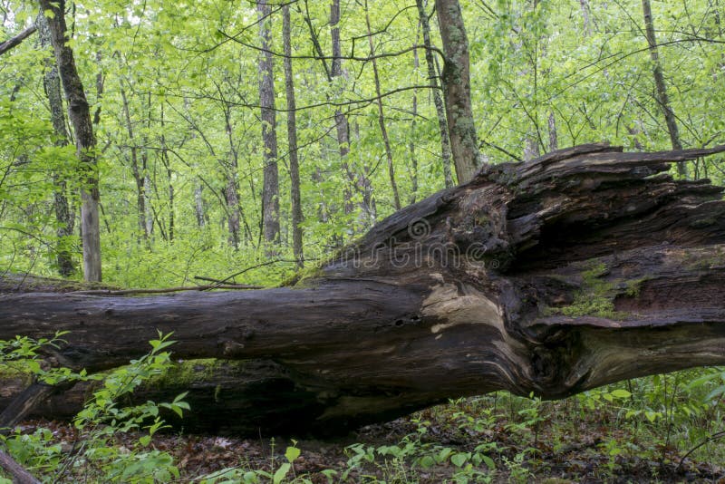 Large Fallen Tree Stump stock image. Image of felled - 45124459