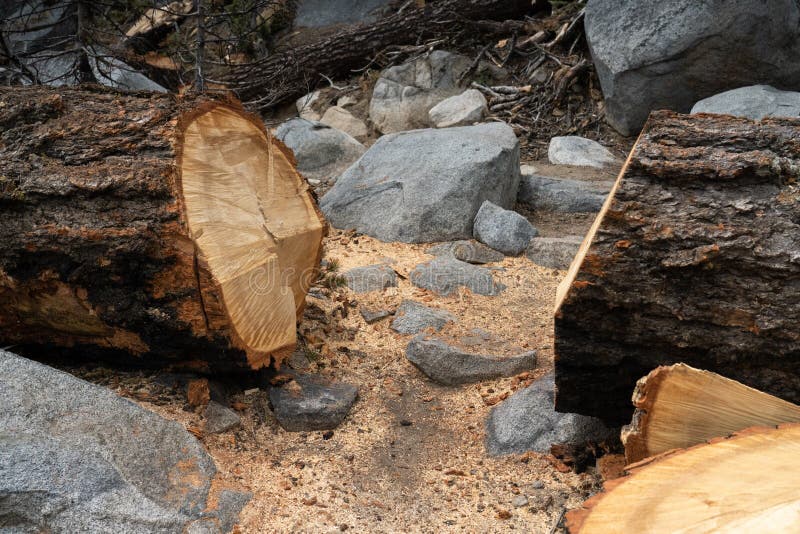 Fallen Tree Cut To Make Path on Trail Stock Image - Image of fallen ...