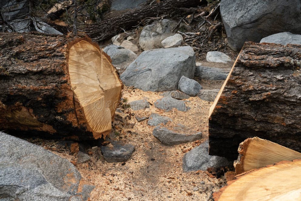 Fallen Tree Cut To Make Path on Trail Stock Image - Image of fallen ...